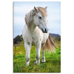 Wandbild Artland "Wei&szlig;es Islandpferd auf Wiese", farbe bild(er): wei&szlig;, B:80cm H:120cm, Bilder, als Alubild, Leinwandbild, Poster, Wandaufkleber in verschied. Gr&ouml;&szlig;en