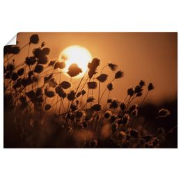 Wandbild Artland, B:120cm H:80cm T:0,1cmfarbe bild(er): naturfarben, Papier, Wohnzimmer, Bilder, "Abendsonne - Tanz des Wollgrases", als Alubild,
