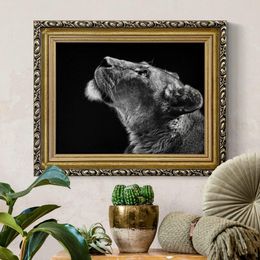 Bilderwelten Bild mit Barockrahmen Antik Tiere Motiv Barock schwarz weiss - Portrait einer L&ouml;win - L&ouml;we Wohnzimmer Schlafzimmer