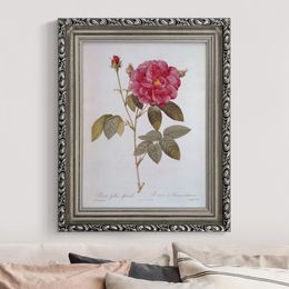 Bilderwelten Leinwandbild mit Barockrahmen Pierre Joseph Redout&eacute; - Apothekerrose