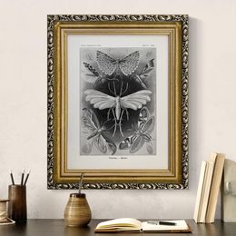 Bilderwelten Bild mit Barockrahmen Antik Tiere Vintage Barock schwarz weiss - Vintage Lehrtafel Motten und Falter - Retro Wohnzimmer Schlafzimmer