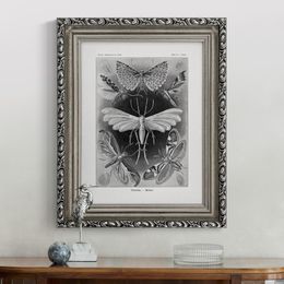 Bilderwelten Leinwandbild mit Barockrahmen Vintage Lehrtafel Motten und Falter