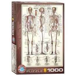 Eurographics The Skeletal System