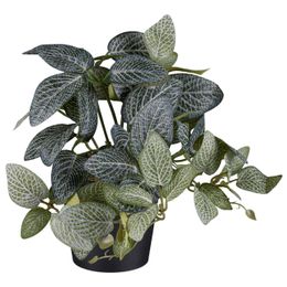 Kunstpflanze Fittonia II in Gr&uuml;n/Schwarz