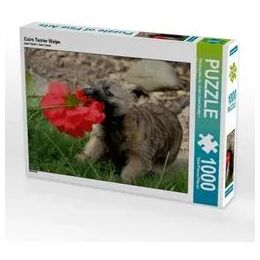 Calvendo Cairn Terrier Welpe (Puzzle)