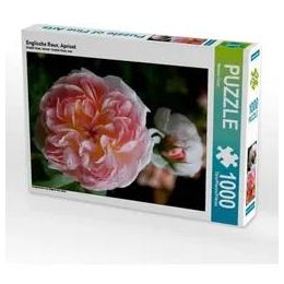 Calvendo Englische Rose, Apricot (Puzzle)