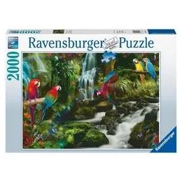 Puzzle Ravensburger Bunte Papageien im Dschungel 2000 Teile