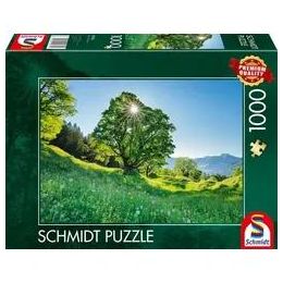 Schmidt Spiele Berg-Ahorn im Sonnenlicht, St. Gallen, Schweiz