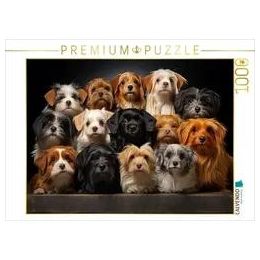 Calvendo Puzzle Viele kleine Hunde auf einem Bild 1000 Teile Lege-Gr&ouml;&szlig;e 64x48cm Foto-Puzzle f&uuml;r gl&uuml;ckliche Stunden