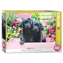 Eurographics Black Labs in Pink Box