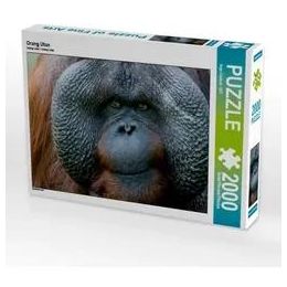 Calvendo Orang Utan (Puzzle)