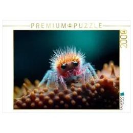 Calvendo Puzzle Spinne mit langen Wimpern - Lustige Mikroorganismen 2000 Teile Lege-Gr&ouml;&szlig;e 90x67cm Foto-Puzzle f&uuml;r gl&uuml;ckliche Stunden