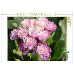Calvendo Puzzle Gef&uuml;llte Primeln 2000 Teile Lege-Gr&ouml;&szlig;e 90x67cm Foto-Puzzle f&uuml;r gl&uuml;ckliche Stunden