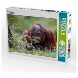 Calvendo Orang Utan (Puzzle)