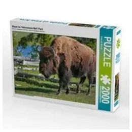 Calvendo Puzzle Bison im Yellowstone Nat'l Park 2000 Teile Lege-Gr&ouml;&szlig;e 90 x 67 cm Foto-Puzzle Bild von Dieter-M. Wilczek