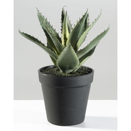 Casa Nova Kunstpflanze ALOE