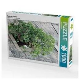 Calvendo Puzzle Baum im Fenster 1000 Teile Lege-Gr&ouml;&szlig;e 48 x 64 cm Foto-Puzzle Bild von Nina Schwarze