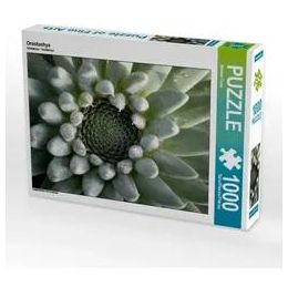 Calvendo Orostachys (Puzzle)