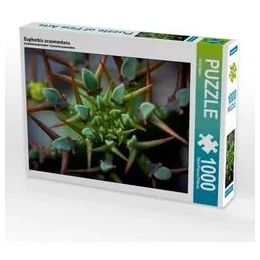 Calvendo Euphorbia avasmontana (Puzzle)