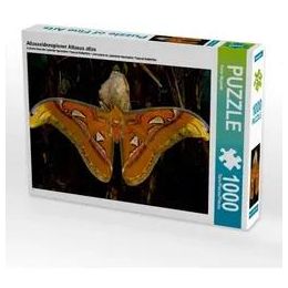 Calvendo Atlasseidenspinner Attacus atlas (Puzzle)