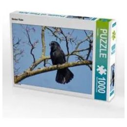 Calvendo Puzzle Stolzer Rabe 1000 Teile Lege-Gr&ouml;&szlig;e 64 x 48 cm Foto-Puzzle Bild von Kattobello