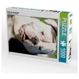 Calvendo Englische Bulldogge (Puzzle)