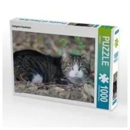 Calvendo Puzzle Getigerte Hauskatze, Lege-Gr&ouml;&szlig;e 64 x 48 cm Foto-Puzzle Bild von Kattobello