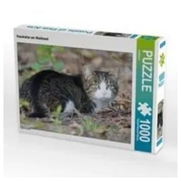 Calvendo Puzzle Hauskatze am Waldrand 1000 Teile Lege-Gr&ouml;&szlig;e 64 x 48 cm Foto-Puzzle Bild von kattobello