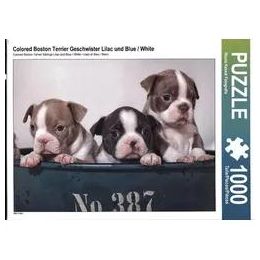 Calvendo Colored Boston Terrier Geschwister Lilac und Blue / White (Puzzle)