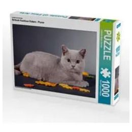Calvendo Puzzle Britisch Kurzhaar Katzen - Planer 1000 Teile Lege-Gr&ouml;&szlig;e 64 x 48 cm Foto-Puzzle Bild von Gabriela Wejat-Zaretzke
