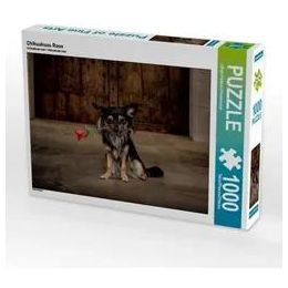 Calvendo Chihuahuas Rose (Puzzle)