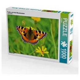 Calvendo Fuchs auf einer Blumenwiese (Puzzle)