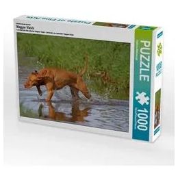 Calvendo Jagdhund Magyar Vizsla, 1000 Teile