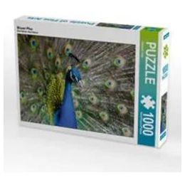 Calvendo Puzzle Blauer Pfau 1000 Teile Lege-Gr&ouml;&szlig;e 64 x 48 cm Foto-Puzzle Bild von Ursula Di Chito