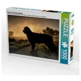 Calvendo Briard im Sonnenaufgang (Puzzle)