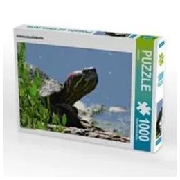 Calvendo Puzzle Schmuckschildkr&ouml;te 1000 Teile Lege-Gr&ouml;&szlig;e 64 x 48 cm Foto-Puzzle Bild von kattobello