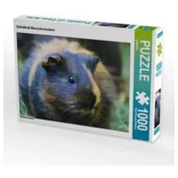 Calvendo Puzzle Schildblatt Meerschweinchen 1000 Teile Lege-Gr&ouml;&szlig;e 64 x 48 cm Foto-Puzzle Bild von kattobello