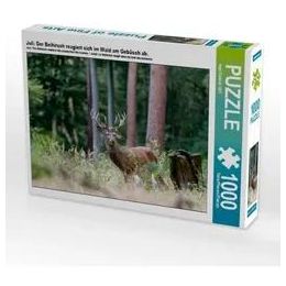 Calvendo Juli: Der Beihirsch reagiert sich im Wald am Geb&uuml;sch ab. (Puzzle)