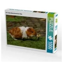 Calvendo Puzzle Rot wei&szlig;es Meerschweinchen Baby 1000 Teile Lege-Gr&ouml;&szlig;e 64 x 48 cm Foto-Puzzle Bild von Kattobello
