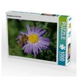 Calvendo Puzzle Honigbiene auf lila Aster 1000 Teile Lege-Gr&ouml;&szlig;e 64 x 48 cm Foto-Puzzle Bild von kattobello