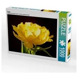 Calvendo Tulpe (Puzzle)