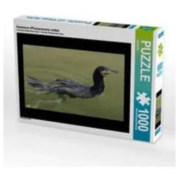 Calvendo Puzzle Kormoran (Phalacrocorax carbo) 1000 Teile Lege-Gr&ouml;&szlig;e 64 x 48 cm Foto-Puzzle Bild von kattobello