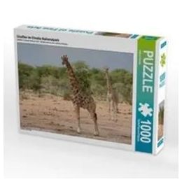 Calvendo Puzzle Giraffen im Etosha Nationalpark 1000 Teile Lege-Gr&ouml;&szlig;e 64 x 48 cm Foto-Puzzle Bild von Sabine Reuke