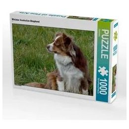 Calvendo Miniatur Australian Shepherd (Puzzle)
