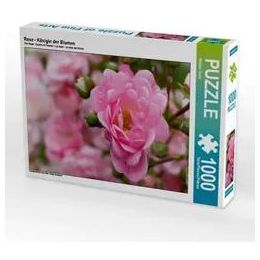 Calvendo Rose - K&ouml;nigin der Blumen (Puzzle)