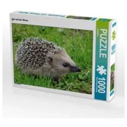 Calvendo Puzzle Igel auf der Wiese 1000 Teile Lege-Gr&ouml;&szlig;e 64 x 48 cm Foto-Puzzle Bild von Kattobello
