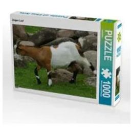 Calvendo Puzzle Ziegen Lauf 1000 Teile Lege-Gr&ouml;&szlig;e 64 x 48 cm Foto-Puzzle Bild von kattobello
