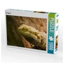 Calvendo Puzzle Bartagame 1000 Teile Lege-Gr&ouml;&szlig;e 64 x 48 cm Foto-Puzzle Bild von Kattobello