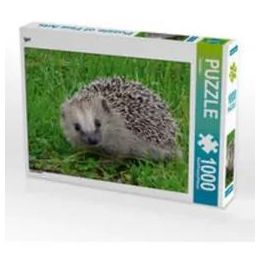 Calvendo Puzzle Igel 1000 Teile Lege-Gr&ouml;&szlig;e 64 x 48 cm Foto-Puzzle Bild von Kattobello