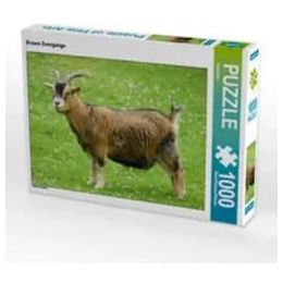 Calvendo Puzzle Braune Zwergziege 1000 Teile Lege-Gr&ouml;&szlig;e 64 x 48 cm Foto-Puzzle Bild von Kattobello